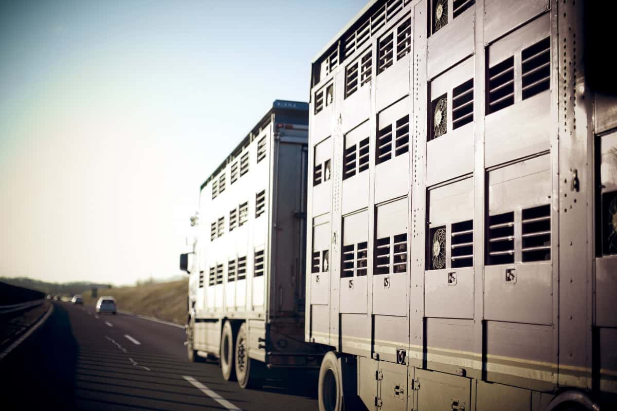 Metalen containers voor diertransport | Van Hengstum Metaal